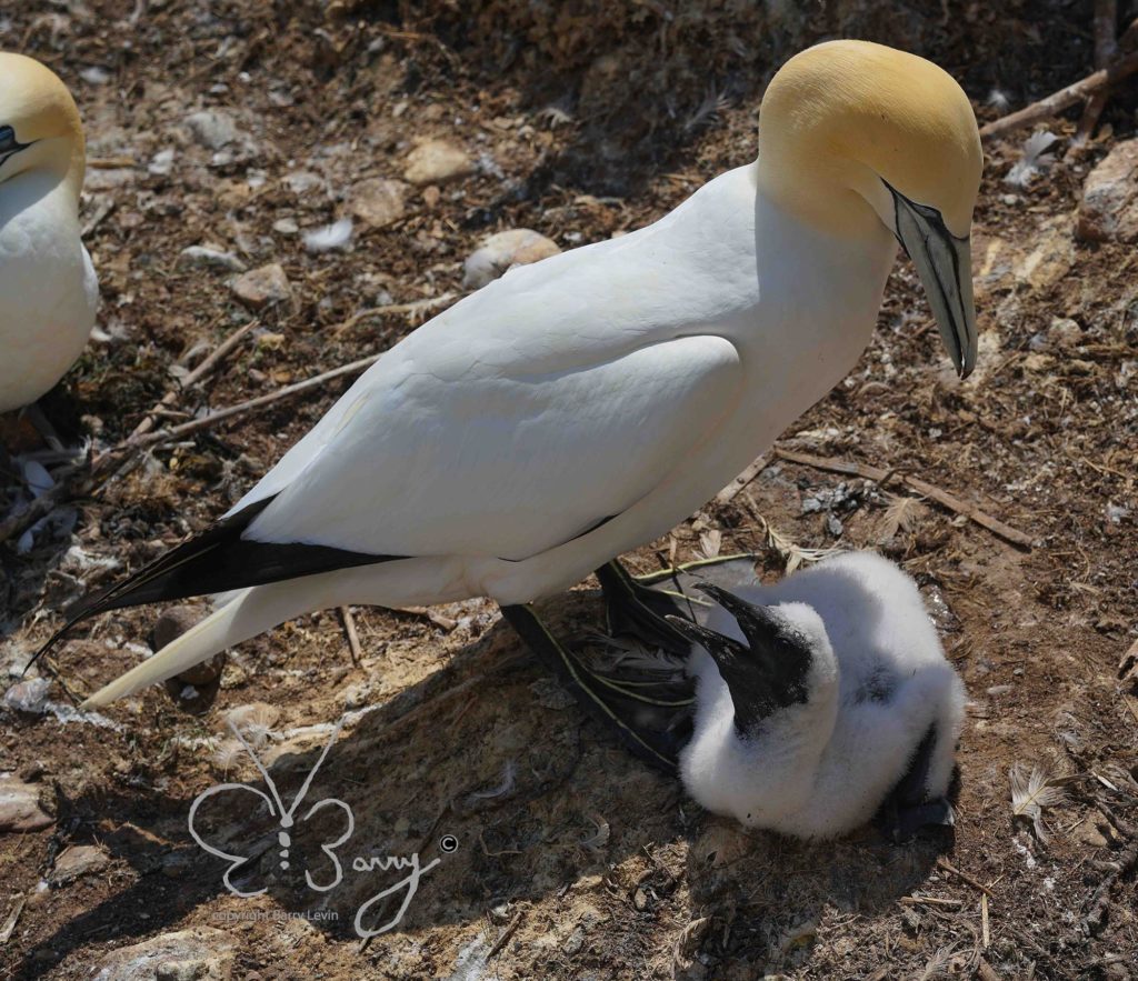 The Great Northern Gannet Colony of Boneventure Island (Gaspe’, Quebec ...