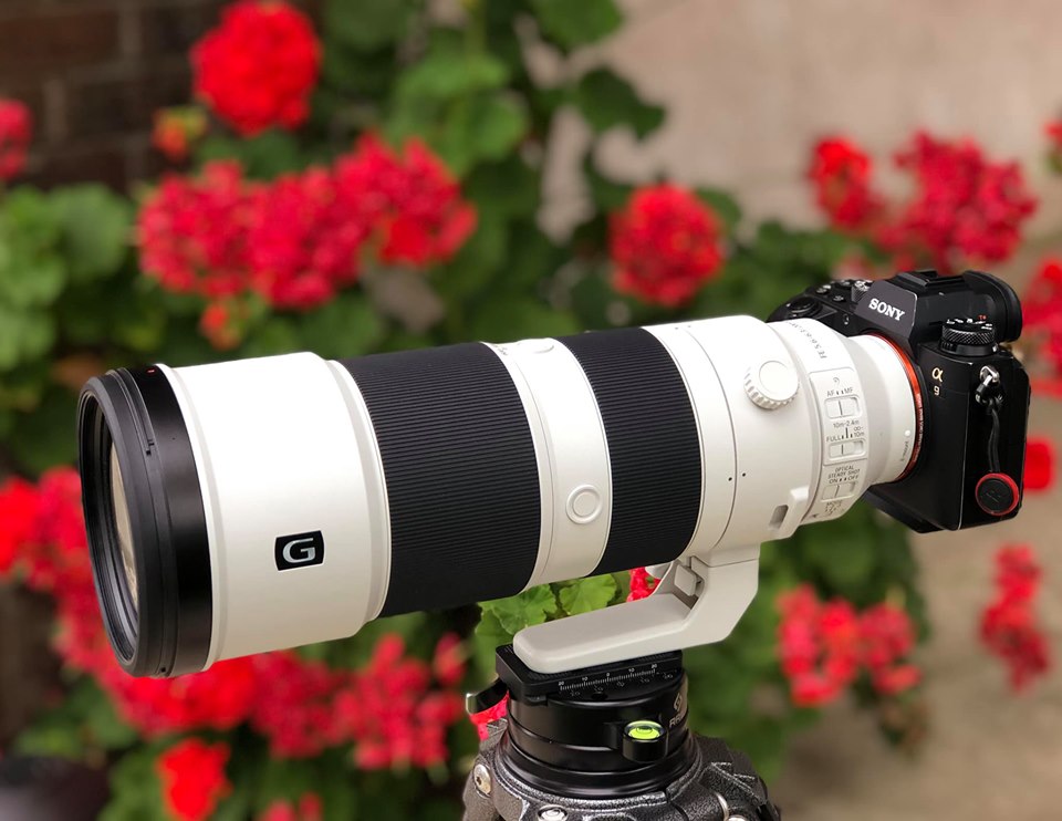 First review of Sony FE 200-600mm f/5.6-6.3 G for wildlife shooter by ...